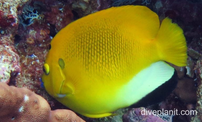 Blue Morwong (Nemadactylus douglasi) NSW