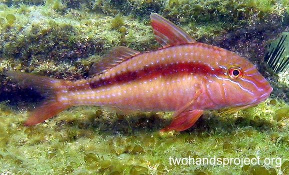 Blackspot Goatfish (Parupeneus signatus) NSW