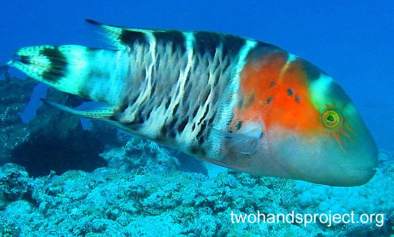 Maori Wrasse (male), NSW