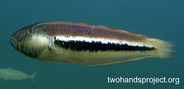 Crimson Banded Wrasse (Notalabrus gymnogenis) NSW