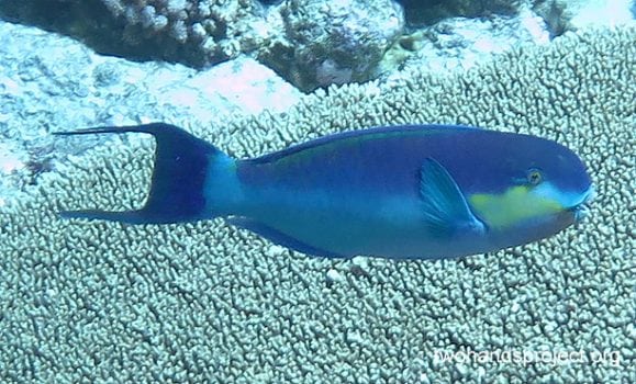 Roundhead Parrotfish (Chlorurus strongycephalus) CKI