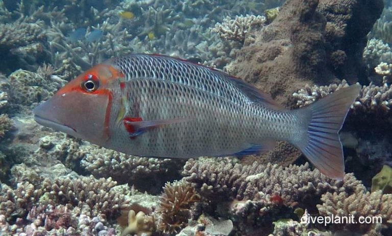 Sweetlip Emperor (Lethrinus miniatus) LEI