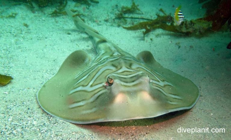 Eastern Shovelnose Ray (Aptychotrema rostrata) AUS