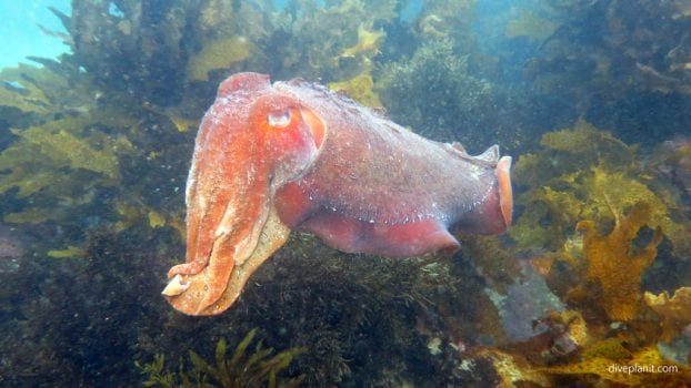 Fairy Bower dive site, Manly, Sydney, NSW