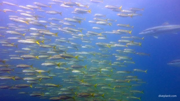 Fairy Bower dive site, Manly, Sydney, NSW