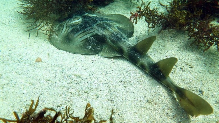 Fairy Bower dive site, Manly, Sydney, NSW
