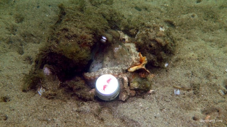 Chowder Bay dive site, Clifton Gardens, Sydney NSW