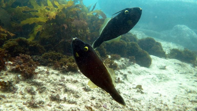 Shelly Beach dive site, Manly, Sydney, NSW