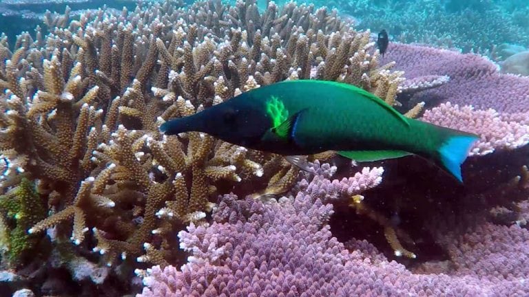Pulau Tioman – diving one of Malaysia’s unspoilt islands