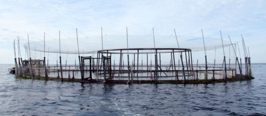 20,000 Kingfish escape into Port Stephens marine park
