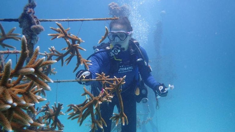 Coral Reef Restoration Projects around the World - how you can help