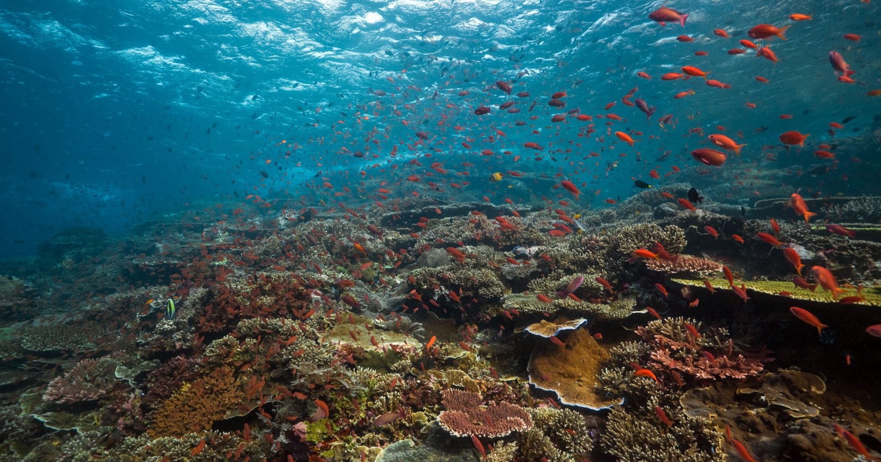 Pristine Coral Reefs and Adrenalin Diving found: Komodo’s Coral Reefs