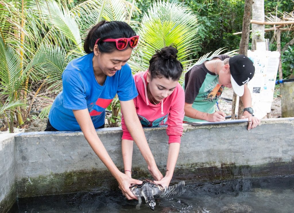 Tranquility Island Eco Resort – the best place to see turtles in Vanuatu