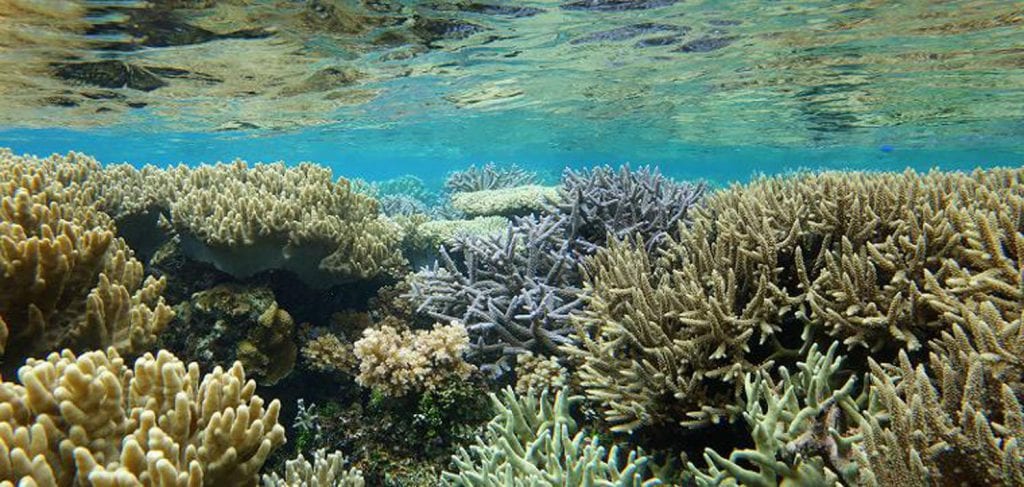 A new PNG Marine Reserve declared in Milne Bay: Tua Marine Reserve Network