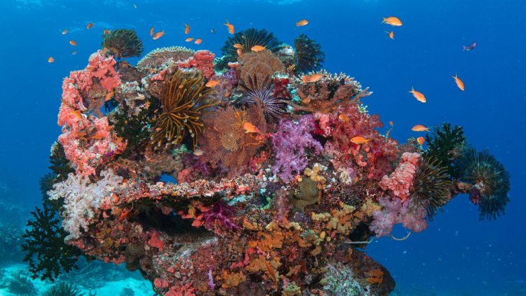 What makes Rainbow Reef always so Spectacular?