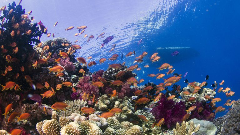 What makes Rainbow Reef always so Spectacular?