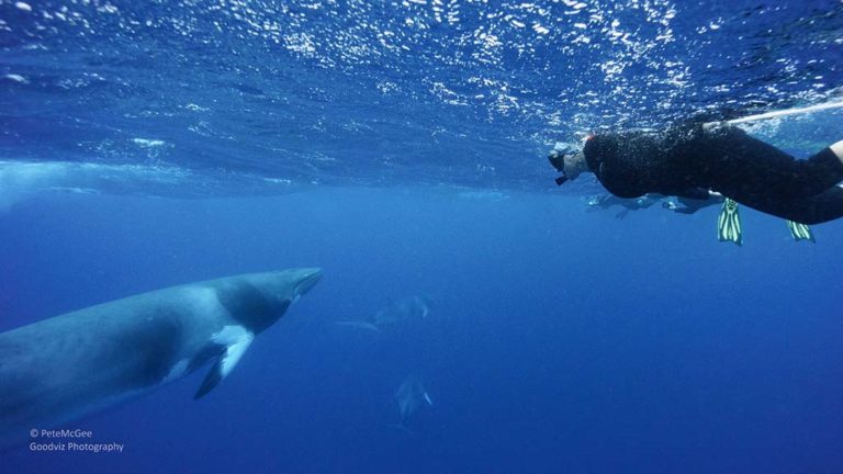 Minke Whale magic on the Great Barrier Reef