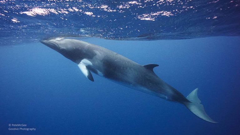Minke Whale magic on the Great Barrier Reef