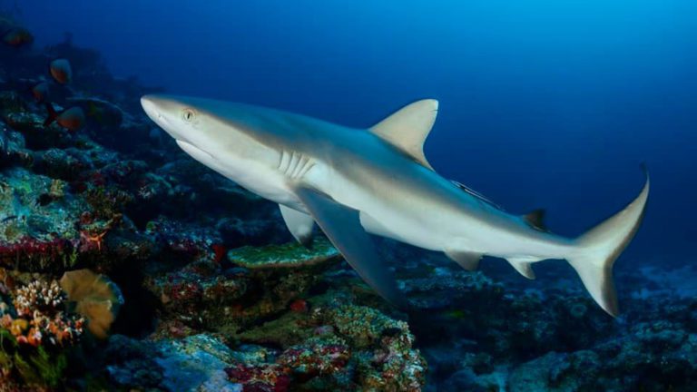 Best 6 shark dives in the Maldives | Maldives best shark dives