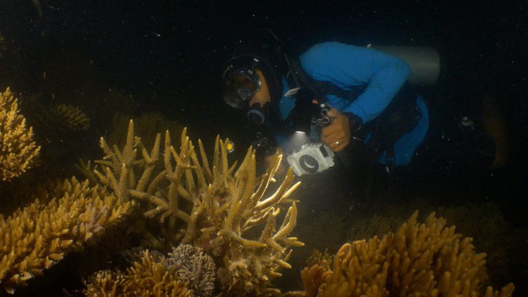 Great Barrier Reef's 1st coral nursery spawns for the 1st time