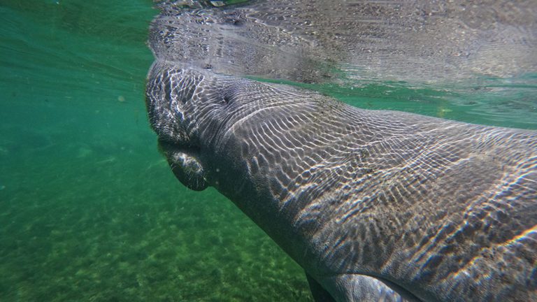 Manatee Smooches in Florida’s Crystal River