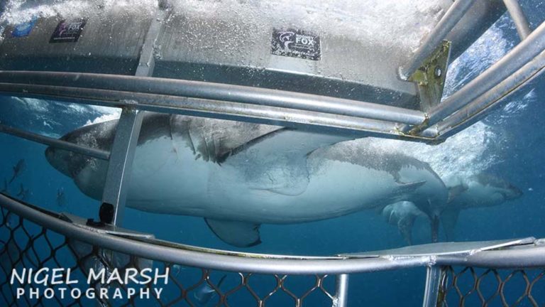 How to photograph great white sharks by photographer Nigel Marsh