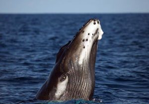 9 facts about humpback whales | Swim with Humpback Whales