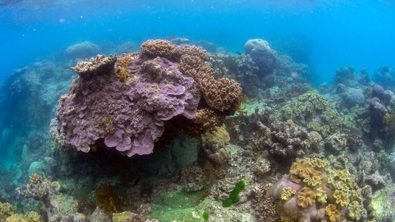 A summary of reef reports & photos taken within days of TC Jasper